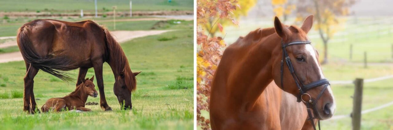 Equine & Stable Supplies | Simply Rural Company